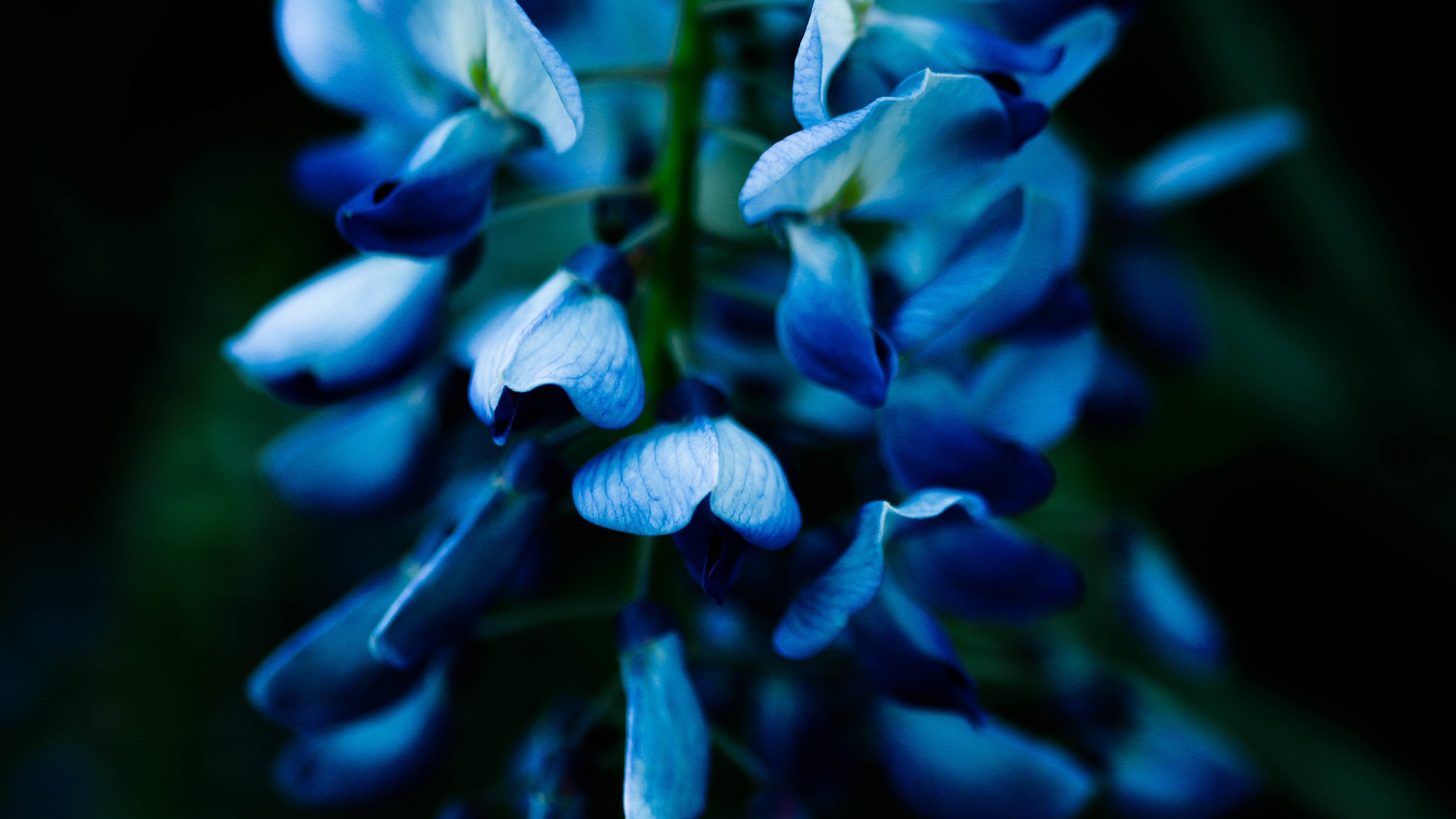 Index of /files/wallpapers/Floral/